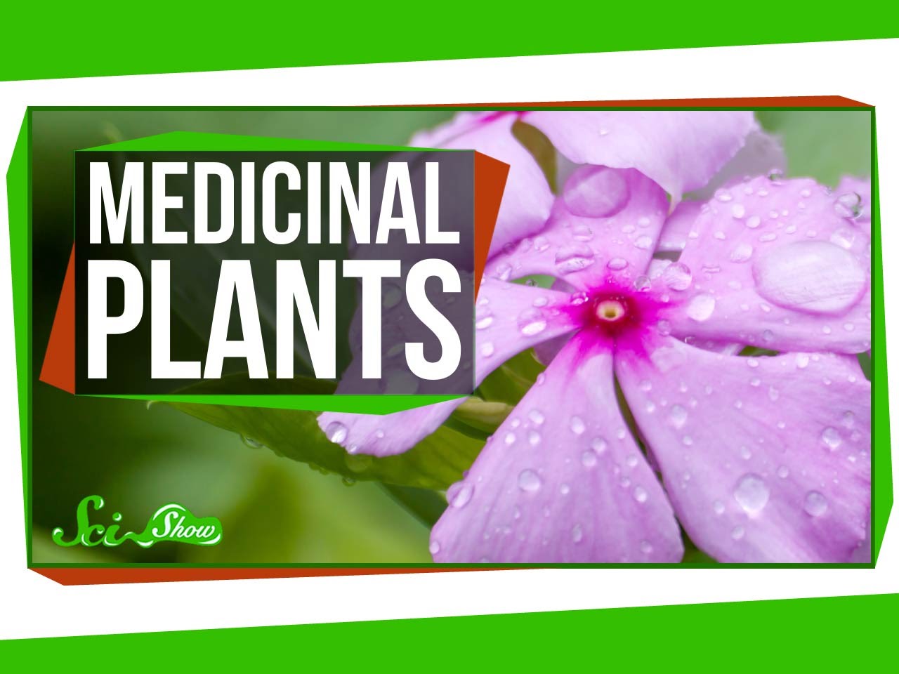 4 Plants That Are Great for Humans | ERA Observer