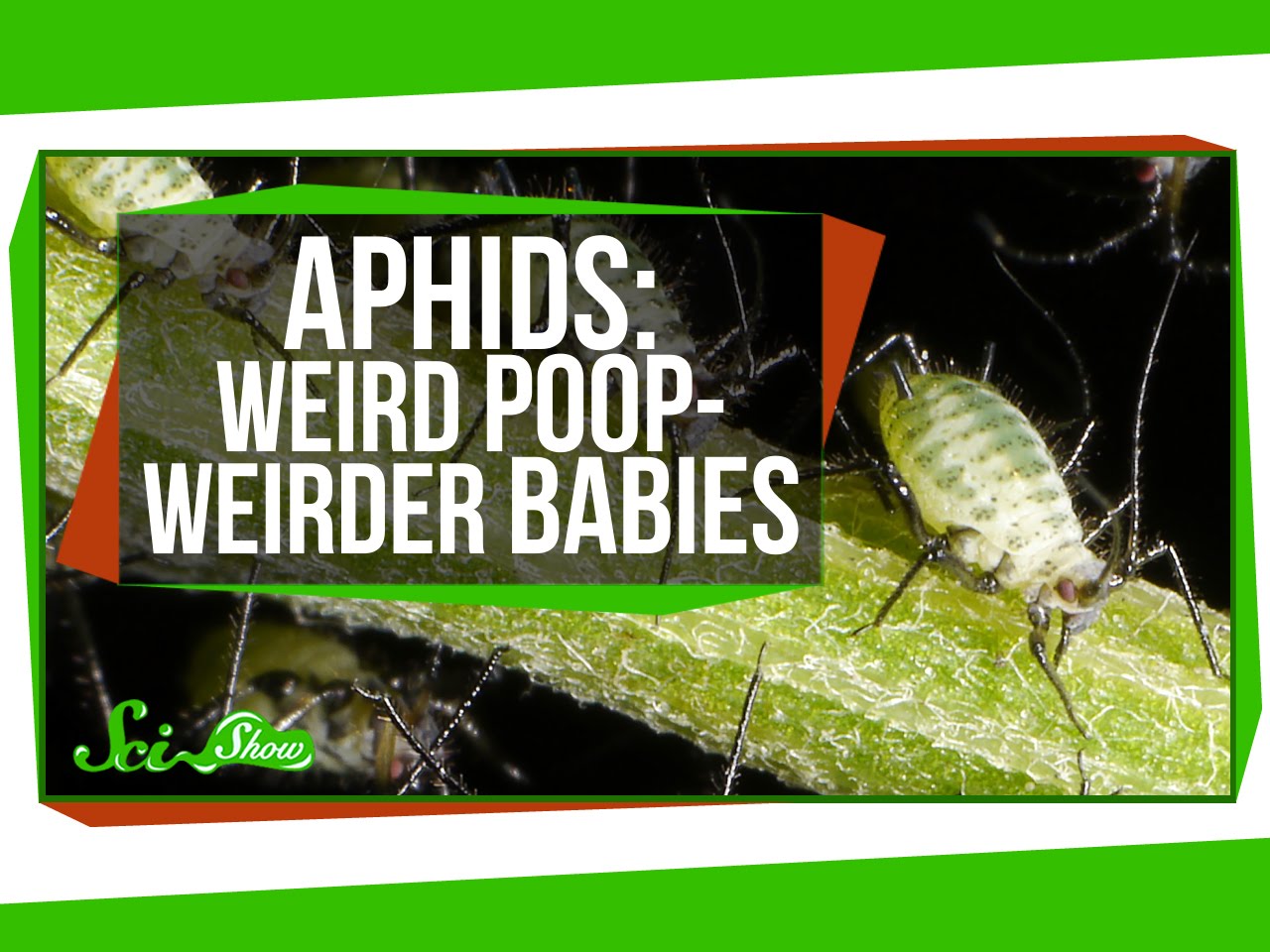 Aphids: Weird Poop, Weirder Babies | ERA Observer