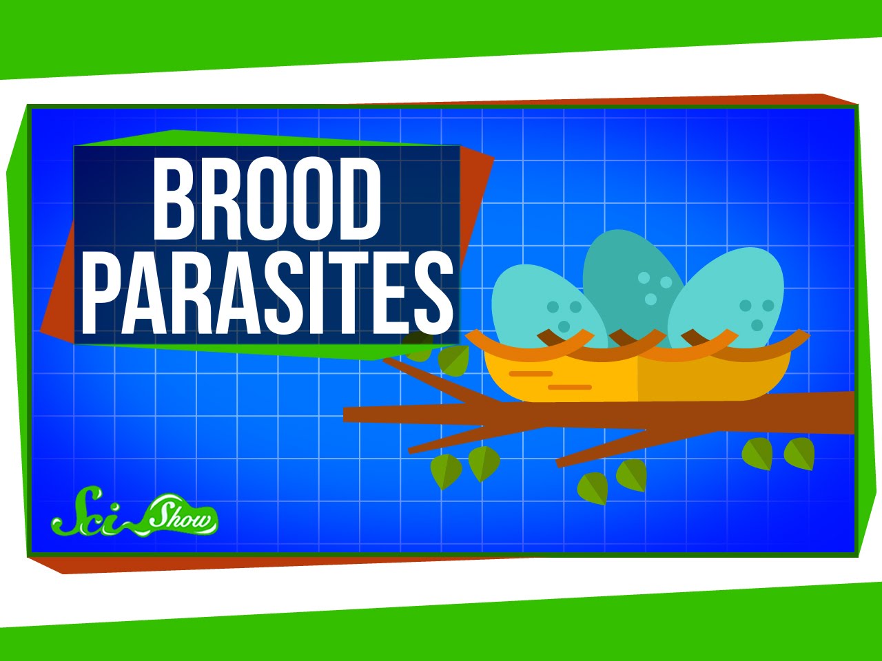 Brood Parasites | ERA Observer
