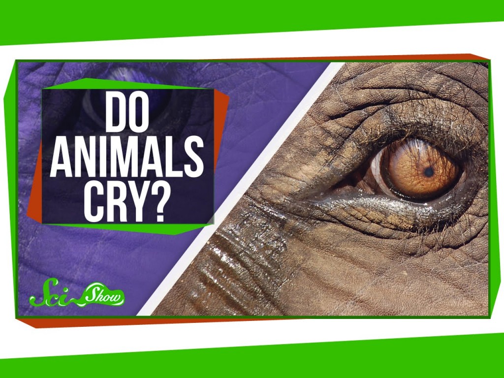 Do Animals Cry? | ERA Observer