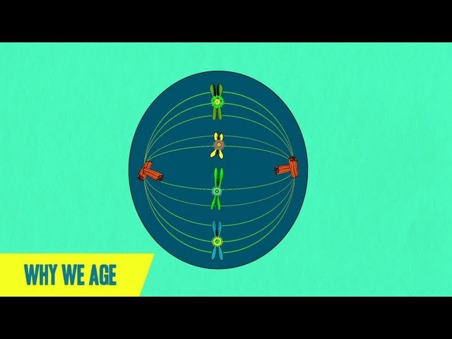 Why We Age – And How We Can Stop It | ERA Observer