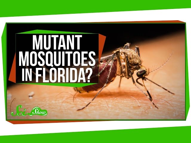 Mutant Mosquitoes in Florida | ERA Observer