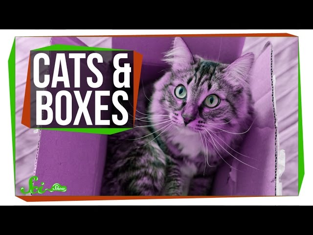 Why Do Cats Love Boxes? | ERA Observer