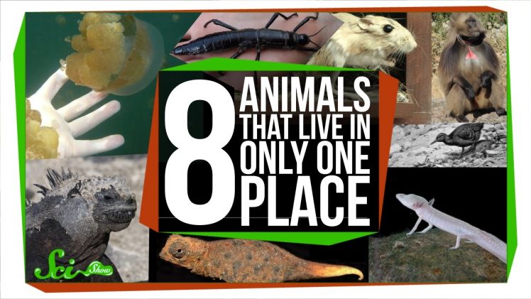 8 Animals That Only Live in One Place | ERA Observer