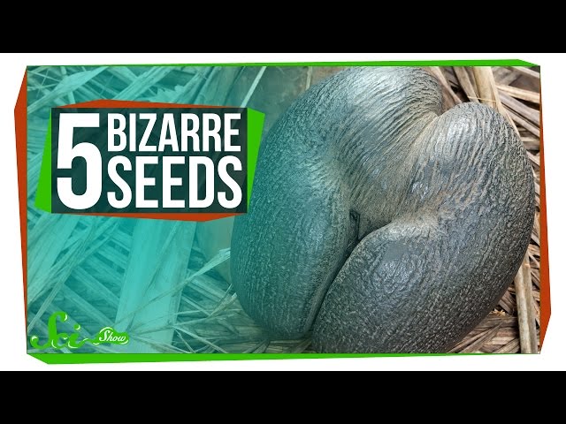 5 of the World’s Most Bizarre Seeds | ERA Observer