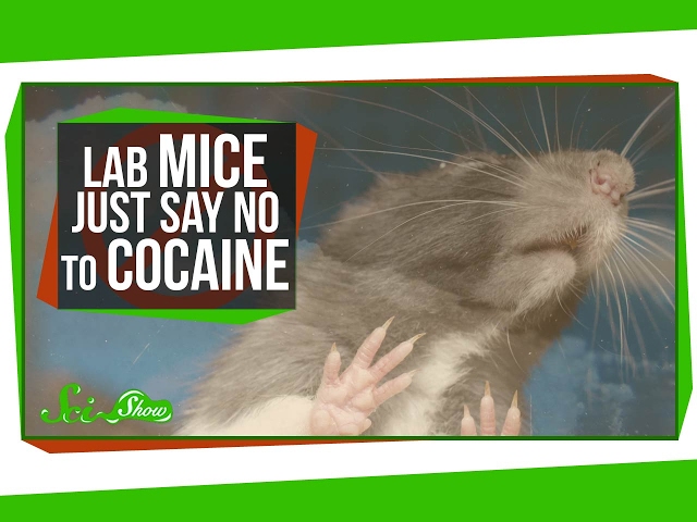 Mice That Resist Cocaine Addiction | ERA Observer