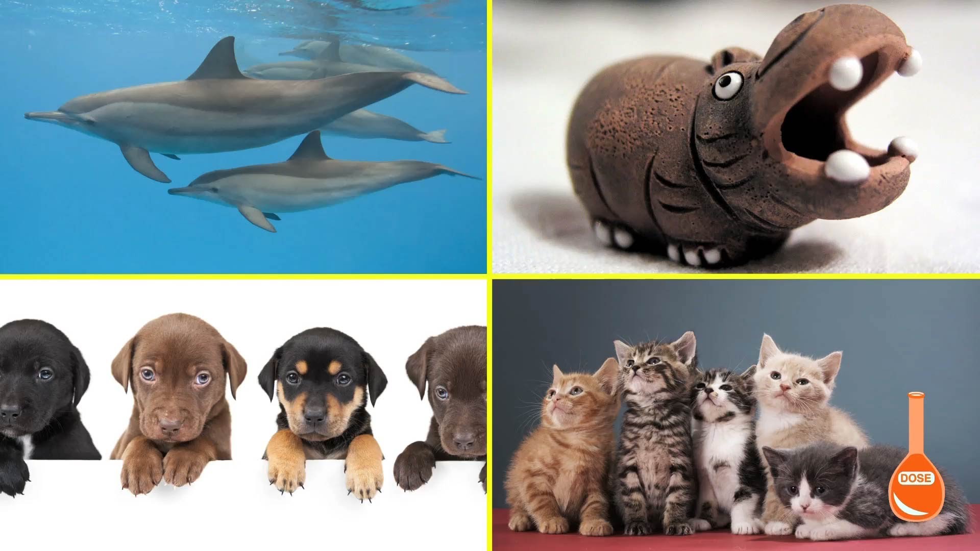 The Origins of Cute | ERA Observer